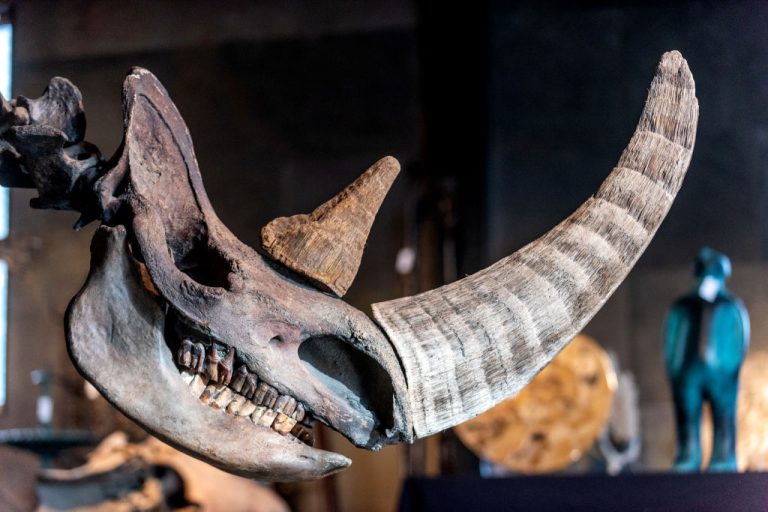 Scientists recover genome from woolly rhino eaten by Ice Age wolf - DD ...