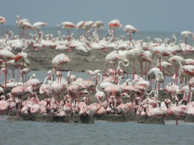 Tamil Nadu: Large flocks of migratory flamingos spotted in Thoothukudi ...